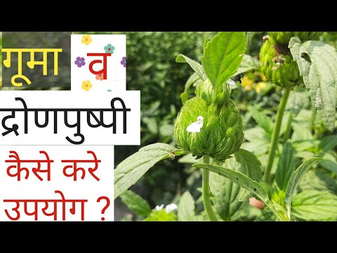 गूमा की पहचान और  उपयोग /द्रोणपुष्पी की पहचान /Benifits of guma /leucas cephalotus/dronpushpee