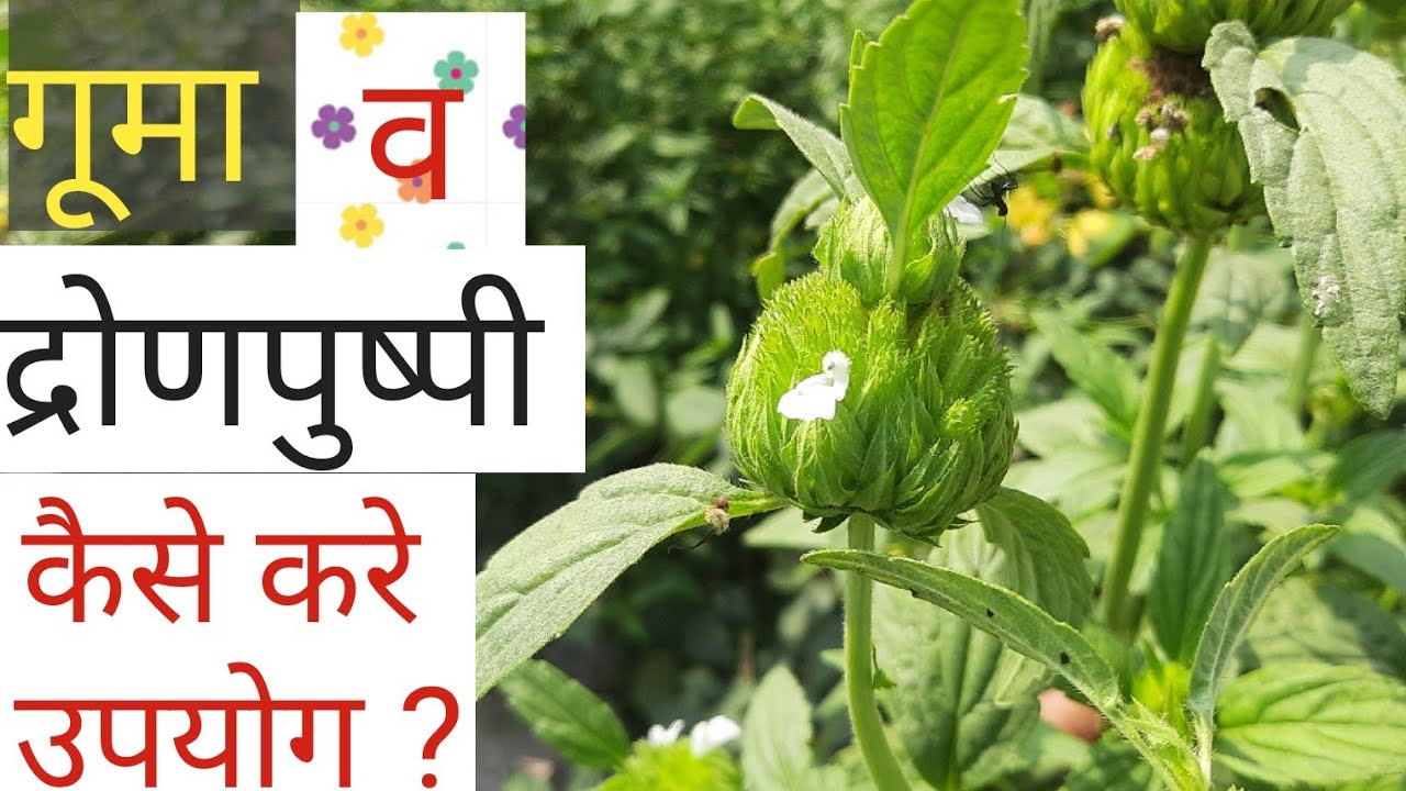 गूमा की पहचान और उपयोग /द्रोणपुष्पी की पहचान /Benifits of guma /leucas ...