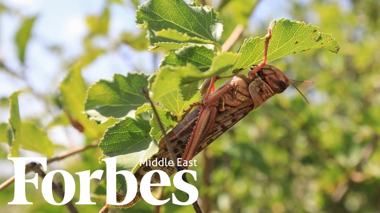 Kenya battles devastating locust infestation - YouTube