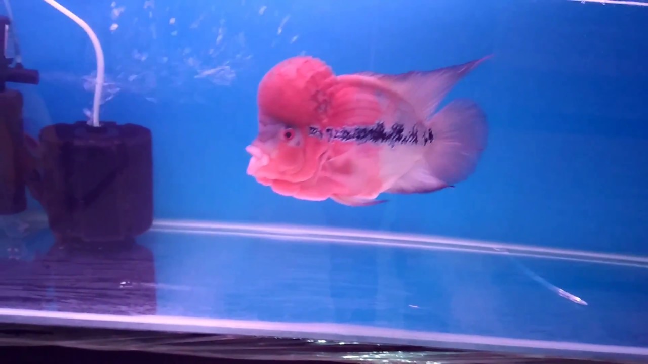 flowerhorn short body fish - YouTube