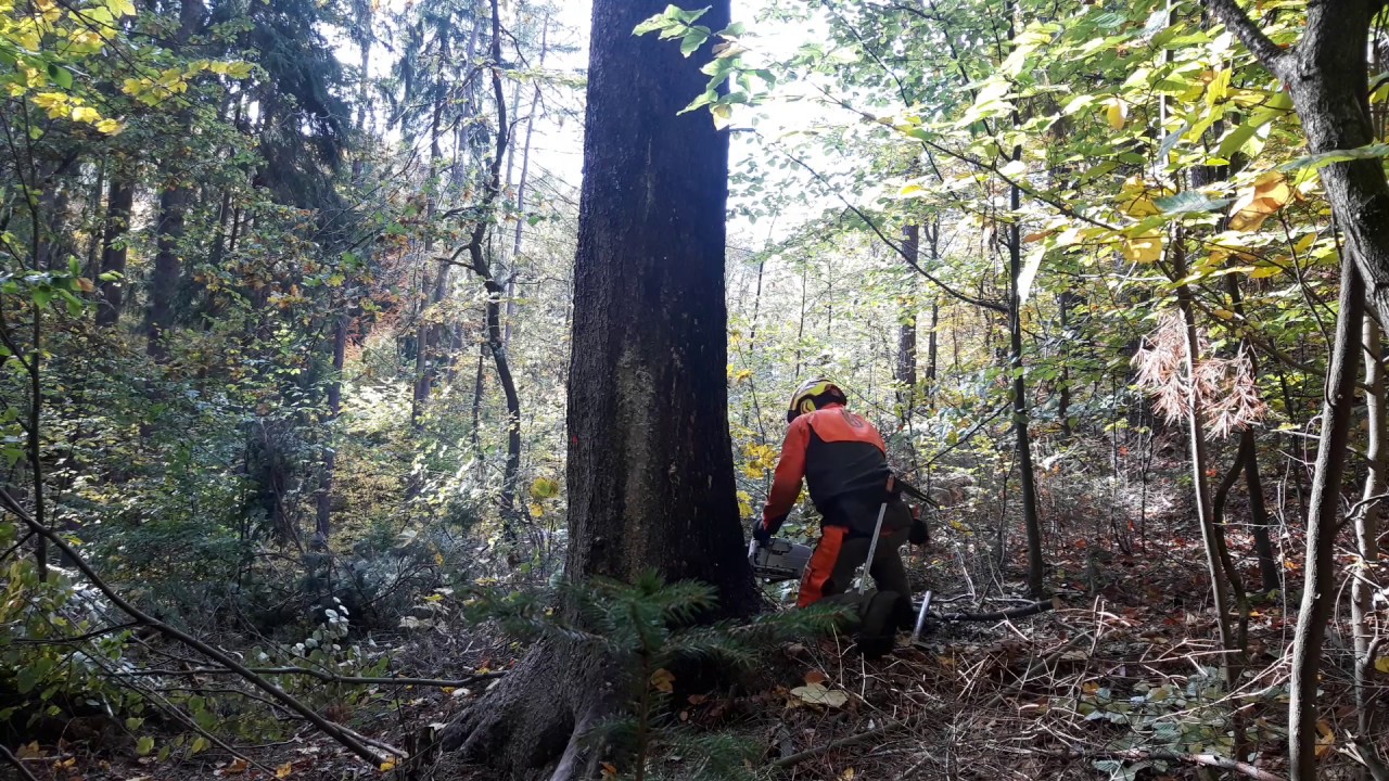 Stihl ms 500i felling 6,7m3 spurce - YouTube