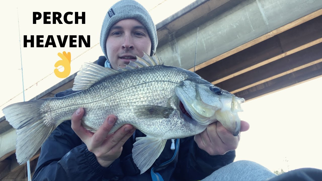 A bit of fun on the Estuary Perch under Fitzgerald Bridge ~ Williams ...