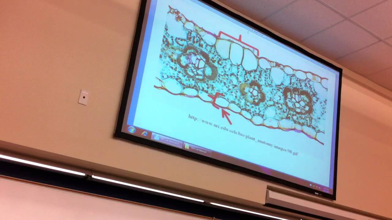 Botany Lecture pt 1 - YouTube