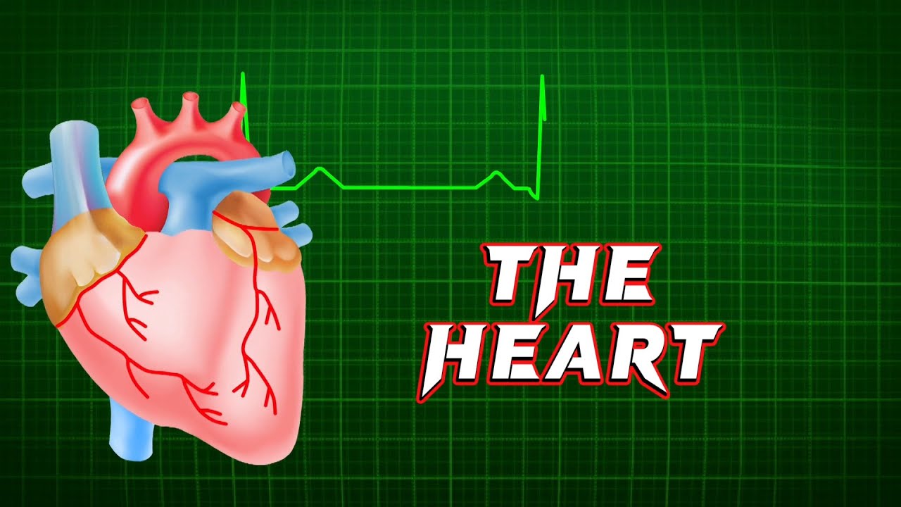 Your Heart Explained: Anatomy, Warning Signs & How to Keep It Strong ...