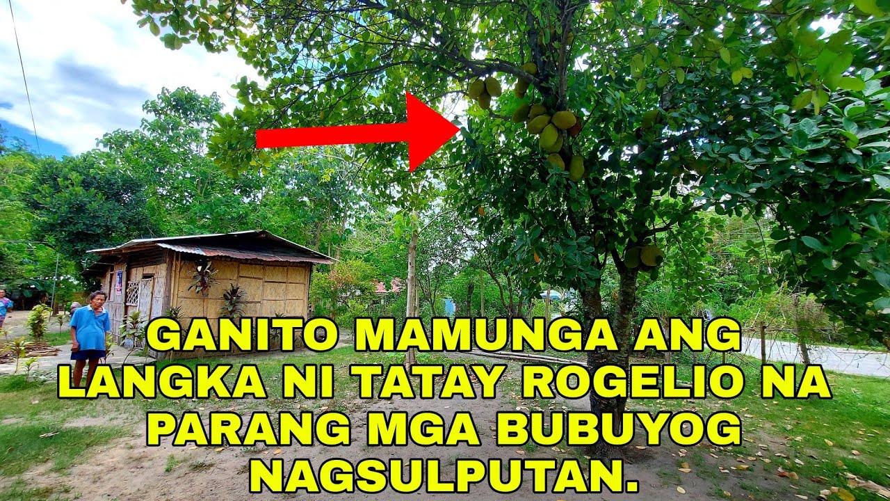 HITIK NA HITIK SA BUNGA ANG MGA PUNONG LANGKA NI LOLO ROGELIO TIYAK ...