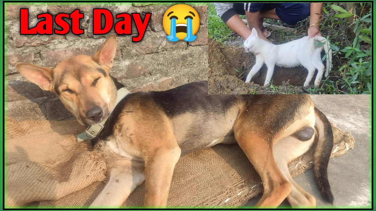 "Saying goodbye to my beloved dog: Our last day together" 😿🐕😭 | # ...