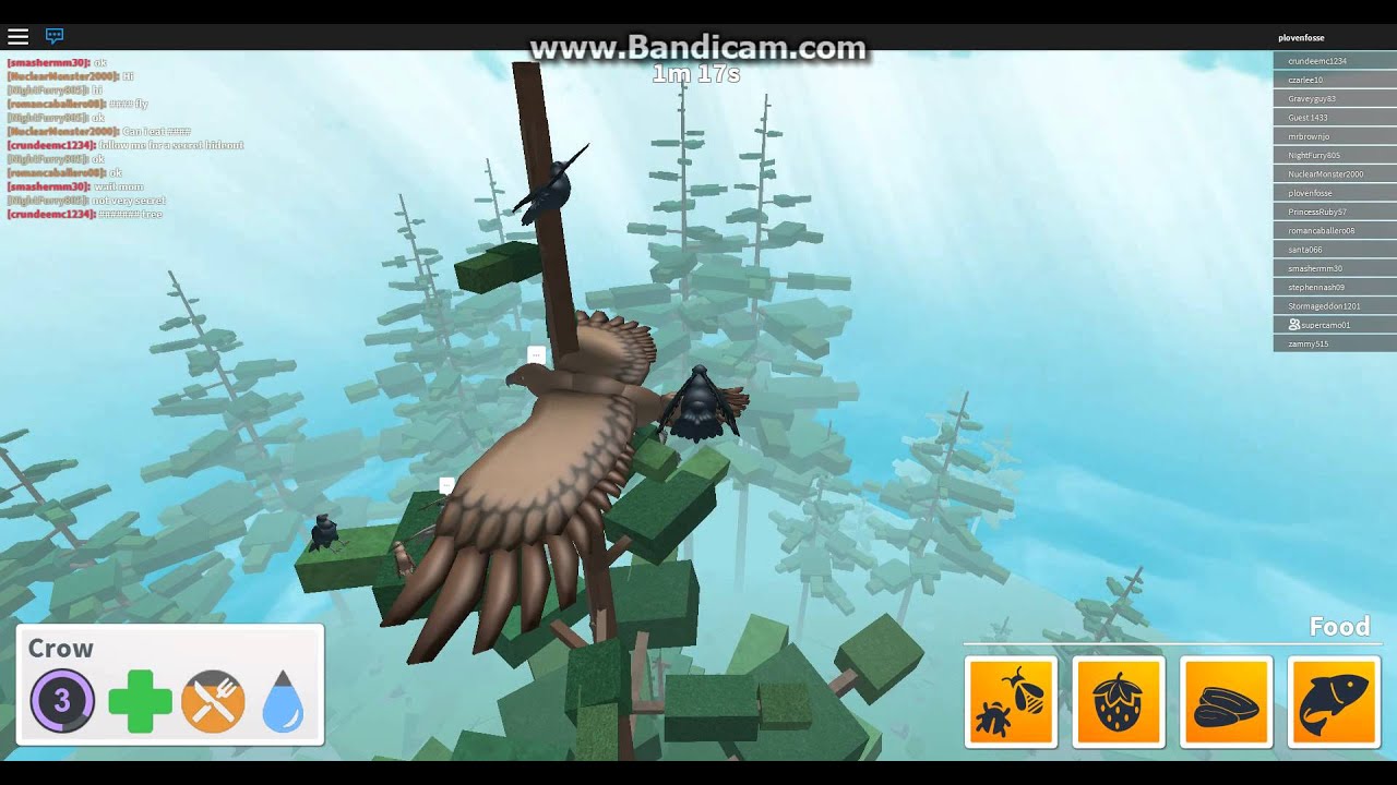 Roblox Bird simulator [follow the hawk!!!] w/ Supercamo01 - YouTube