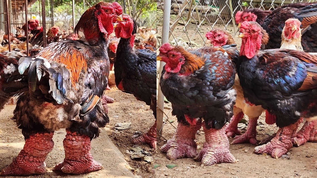 Élevage du Poulet Dragon – Pourquoi le Dong Tao a les Pattes les Plus ...
