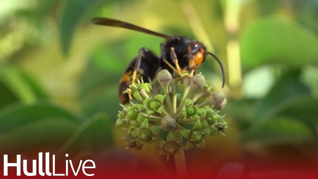 Warning as Asian hornets nest found in Yorkshire and experts rush to ...