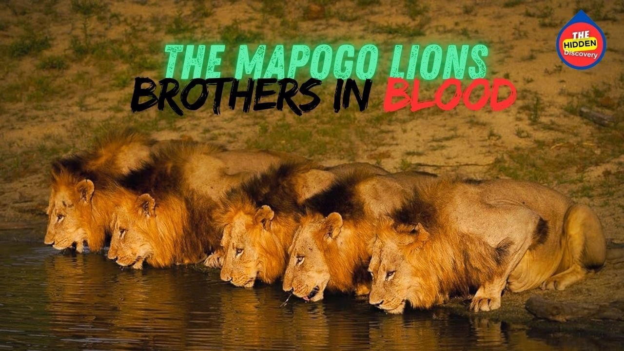the Mapogo Lions: The Most Brutal and Fearless Pride in History - YouTube