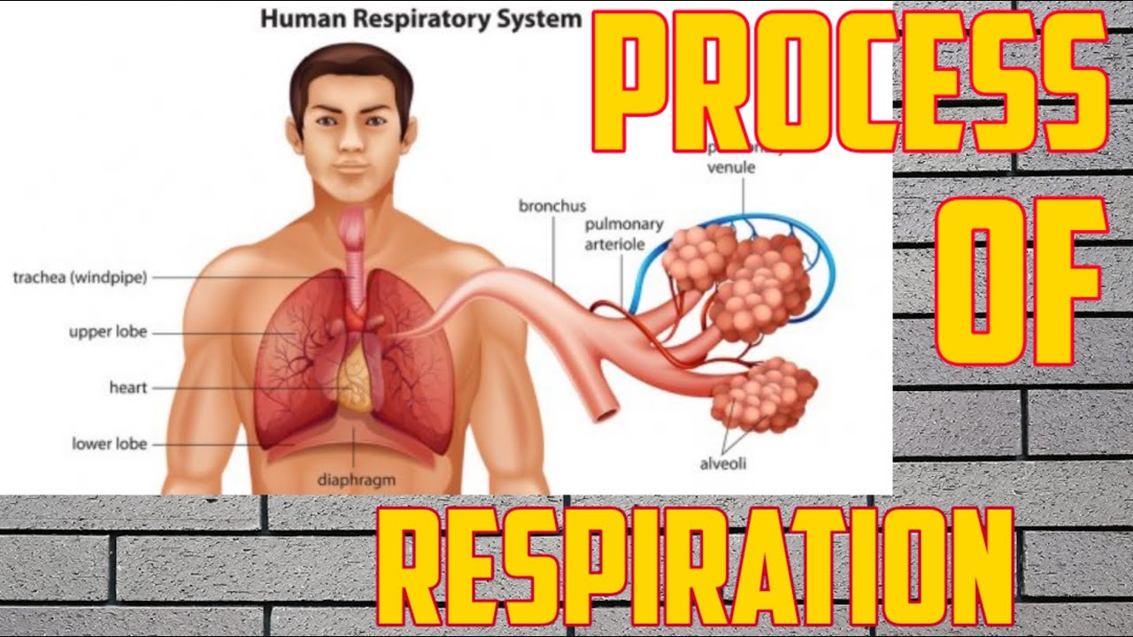 Respiratory System How it works - YouTube