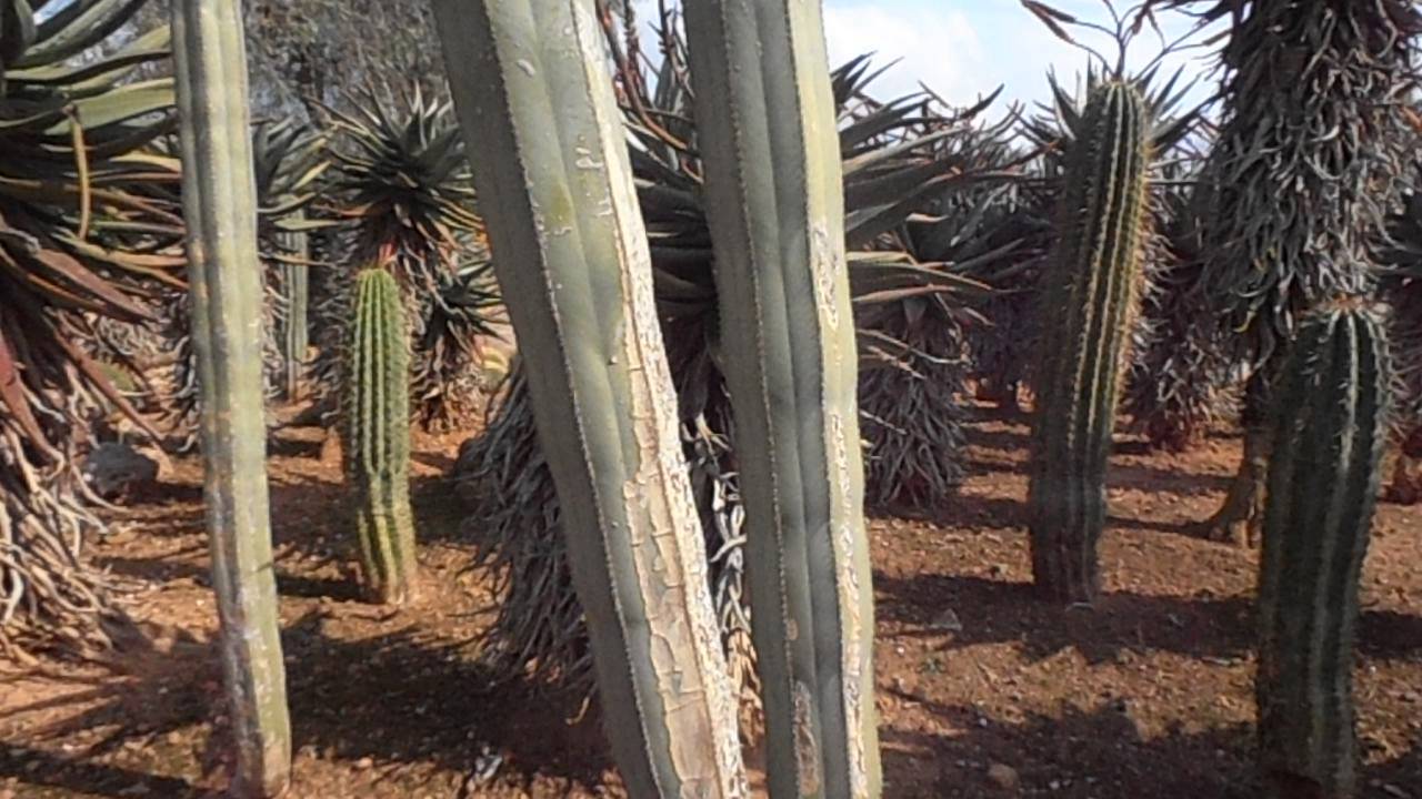 Cactus órgano: Marginatocereus marginatus (www.riomoros.com) - YouTube