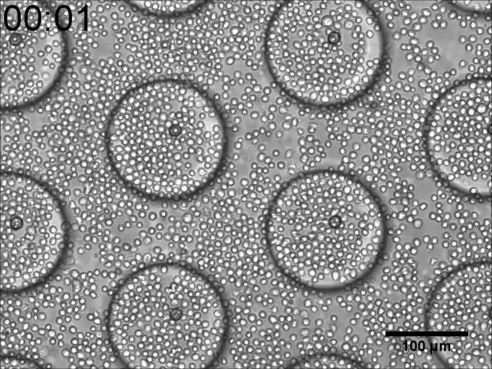 A Microfluidic Dual-well Device for High-throughput Single-Cell Capture ...
