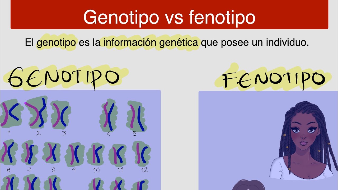 GENOTIPO y FENOTIPO - YouTube
