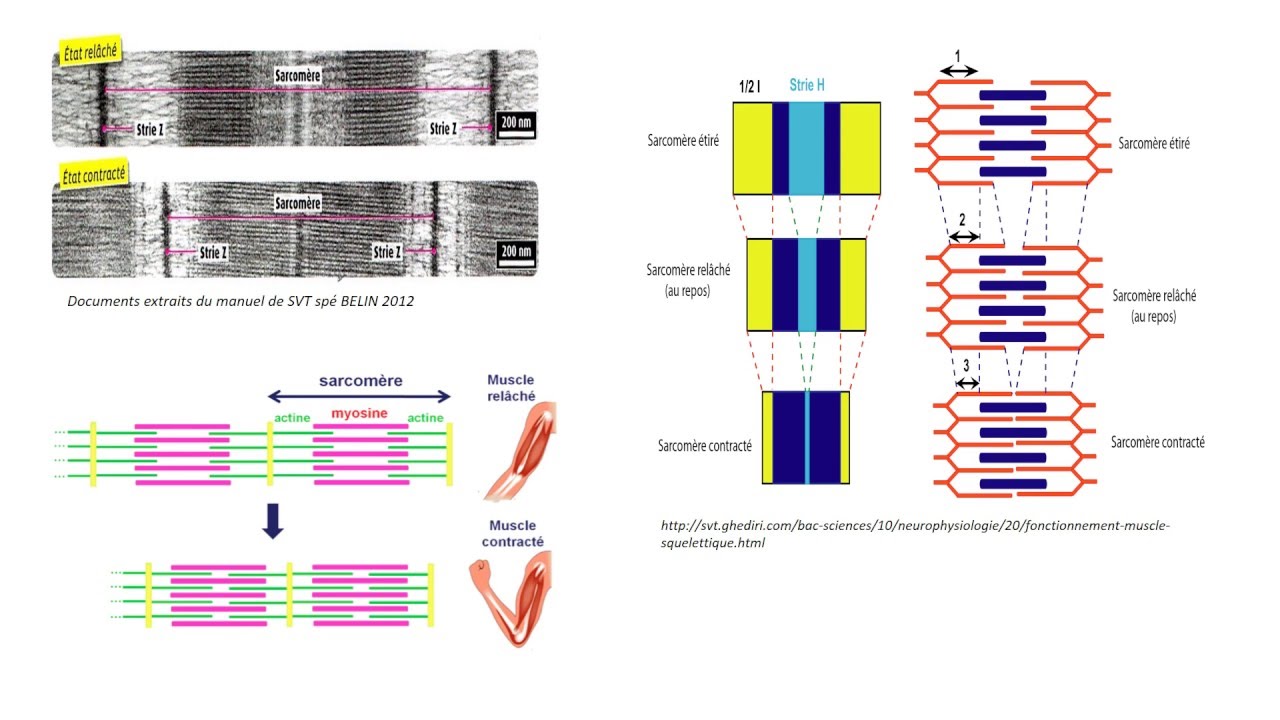 Utilisation ATP par les fibres musculaires TS spé SVT - YouTube