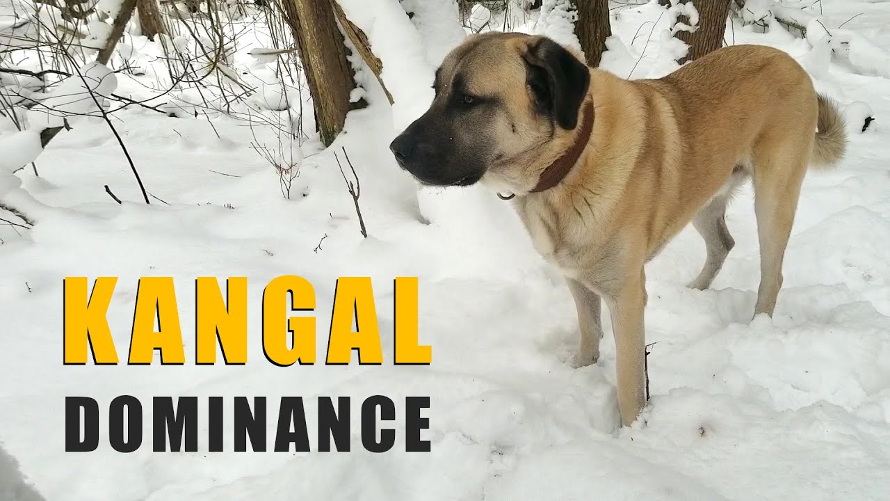 Kangal Dominance | Can You Be An Alpha With A Kangal? | Ash The Kangal ...