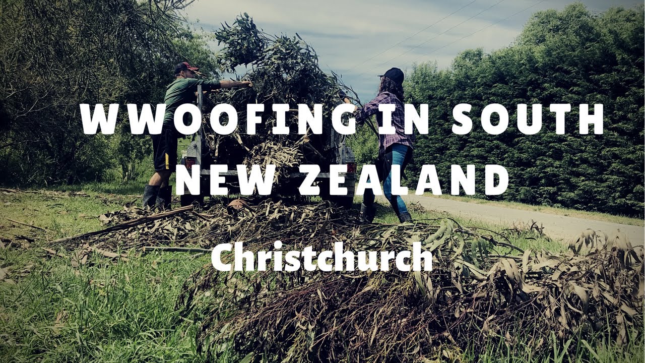 Amazing WWOOFing in New Zealand - Christchurch | Tips For First Timers ...
