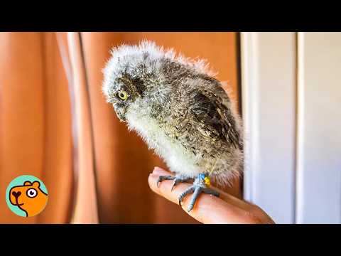 Dumped Baby Owls Climb All Over Rescuer For Cuddles | 3 Best Stories