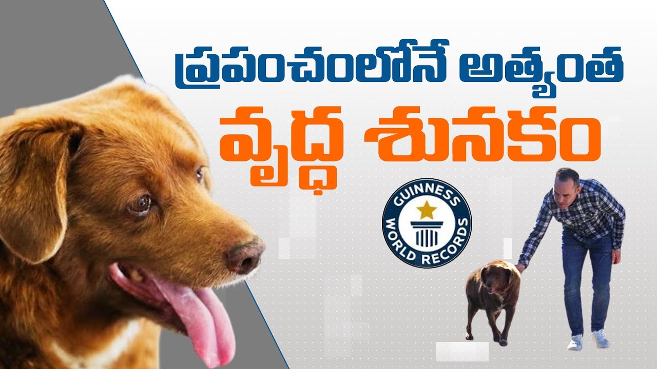 Bobi a Pet Dog | Becomes Oldest Dog in World | Place in Guinness World ...
