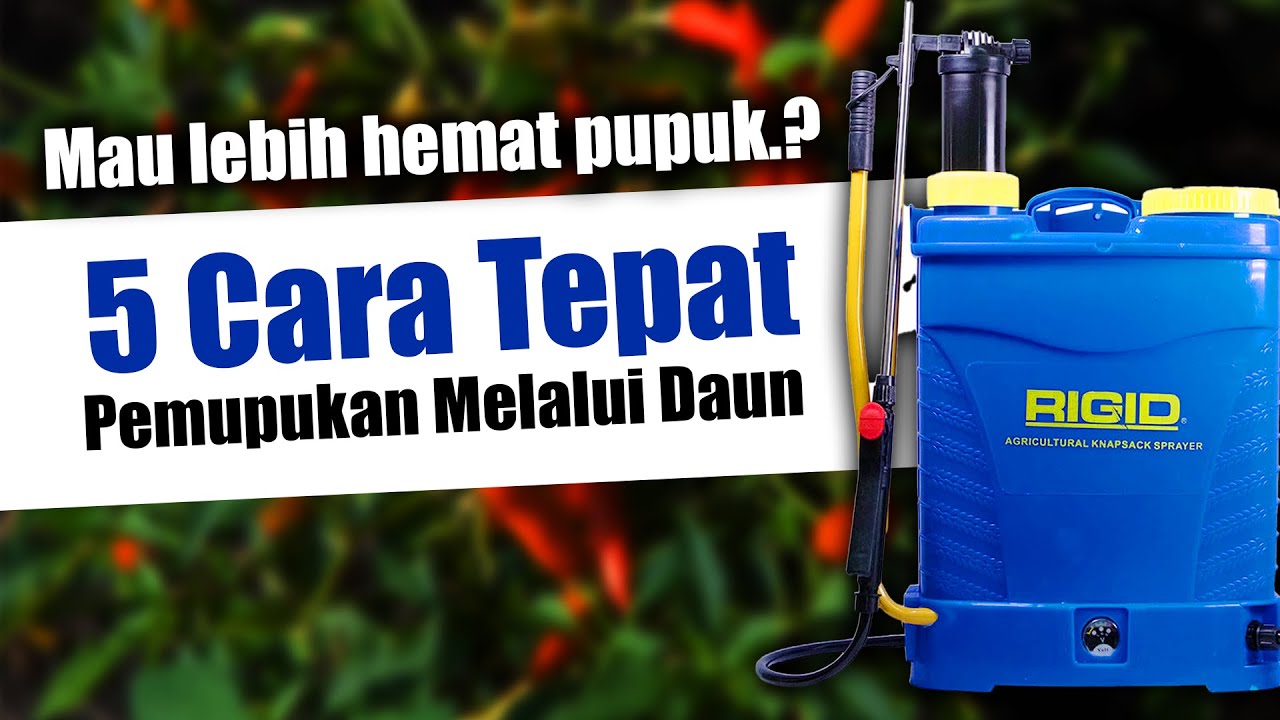 MAU LEBIH HEMAT PUPUK? 5 CARA TEPAT PEMUPUKAN MELALUI DAUN. - YouTube