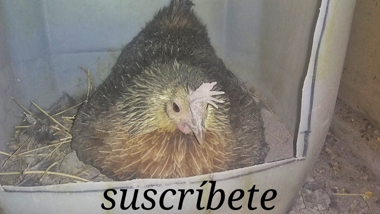 Gallina echada - YouTube
