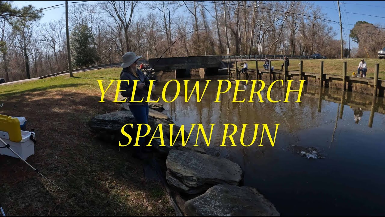 Yellow Perch Spawn Fishing with Live Bait - YouTube