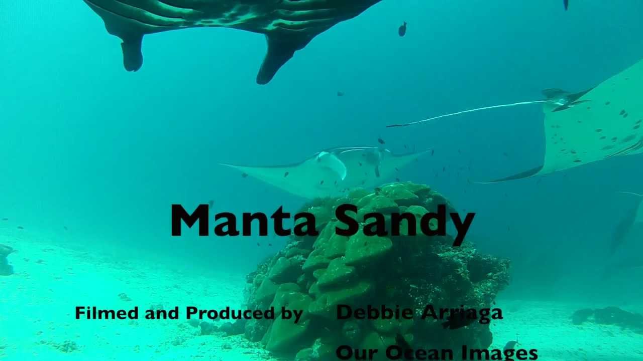 Manta Sandy in Raja Ampat - Dec 2012 - YouTube