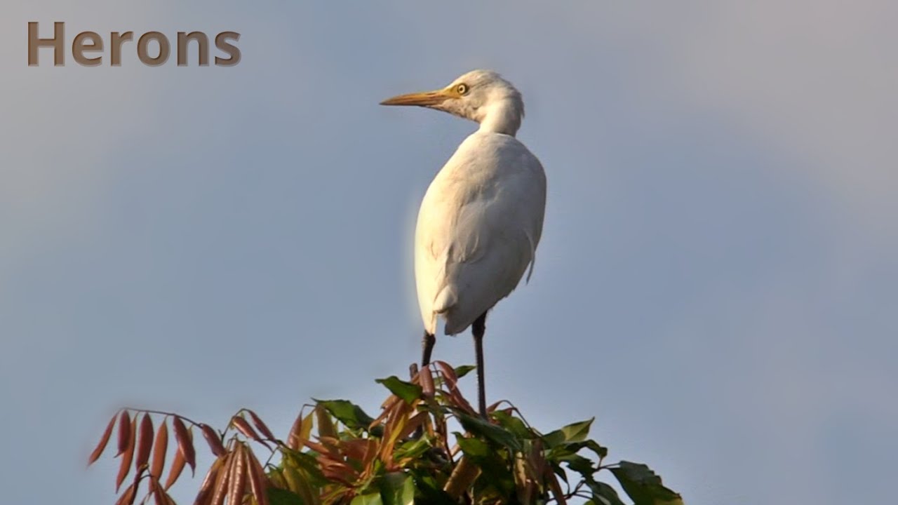 Herons Birds | Herons | American Bittern | Black-crowned | Night-Heron ...
