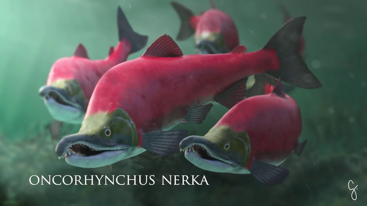 Red Salmon 3D Animation - YouTube