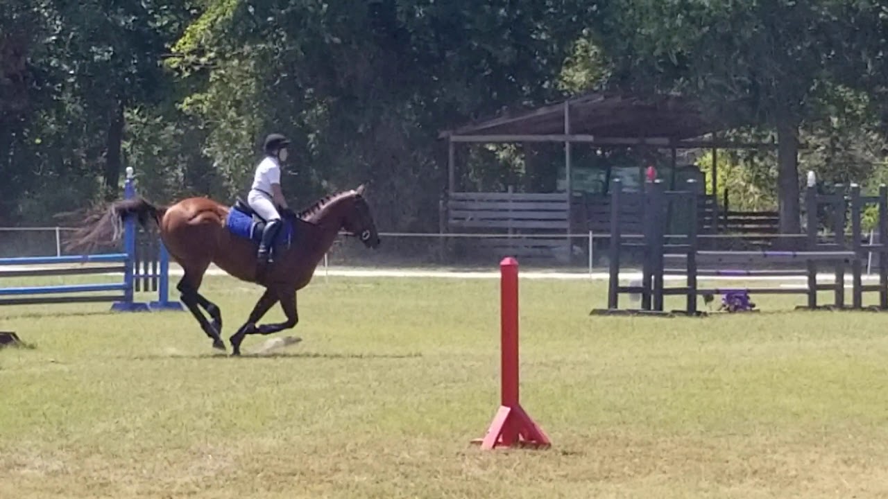 Luci Hackett and Hot Shot Novice Show Jumping round - YouTube