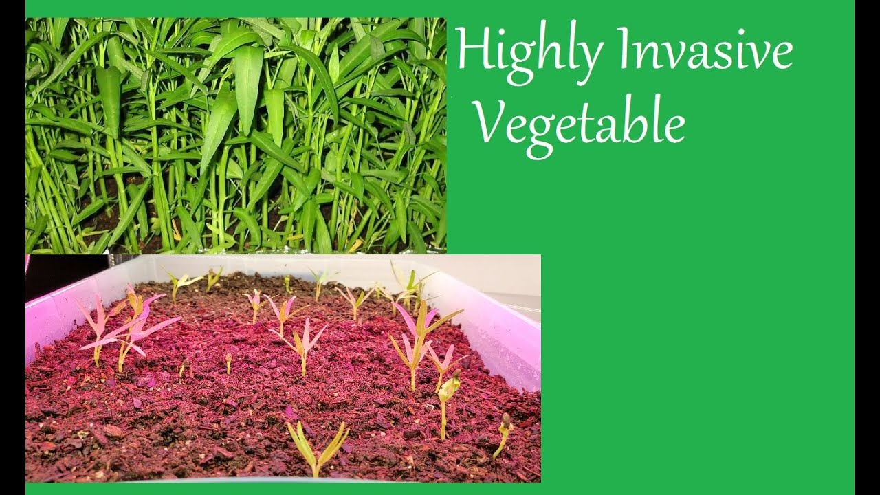 Growing a highly Invasive vegetable - Water Spinach - YouTube