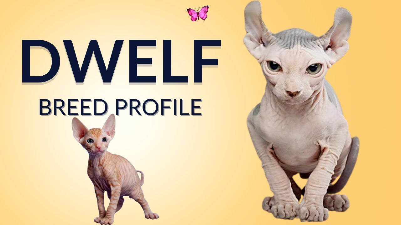 Dwelf Cat Breed Profile History - Price - Traits - Grooming Needs ...