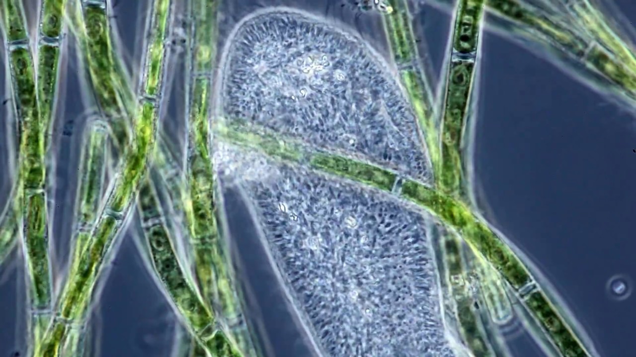 Das Pantoffeltierchen (Paramecium caudatum) - YouTube