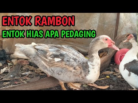Entok rambon entok hias atau pedaging - YouTube