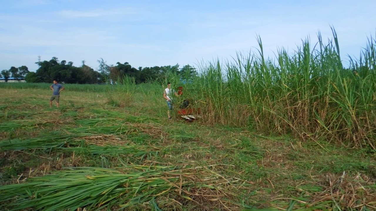 Napier grass cutting reaper machine - YouTube