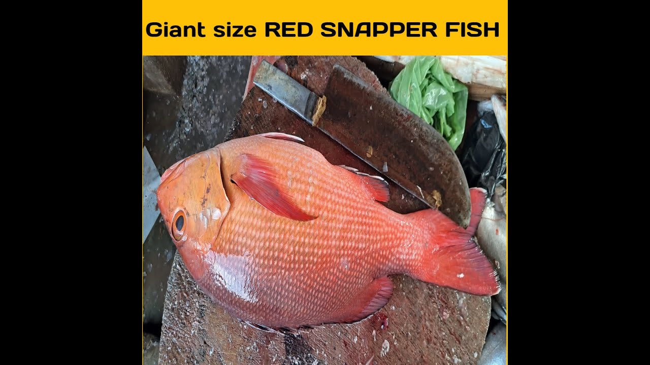 Amazing Giant RED SNAPPER FISH (2.5 KG) Cutting & Chopping By Expert ...