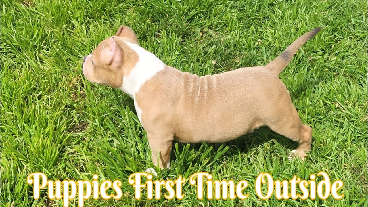 12 Week Old Puppies Take On Their Mother Outside For The First Time # ...