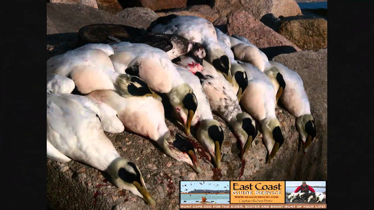 Sea Duck hunting. Eider-- 2011 Season Wrap up , Cape Cod MA, Duck and ...