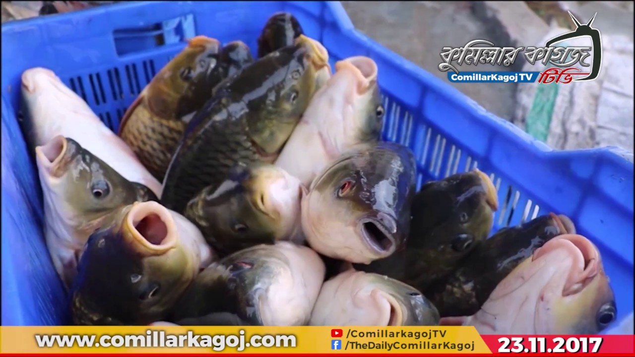 Fish Farming in Floodplain Paddy Field | প্লাবনভূমিতে মৎস চাষ - YouTube
