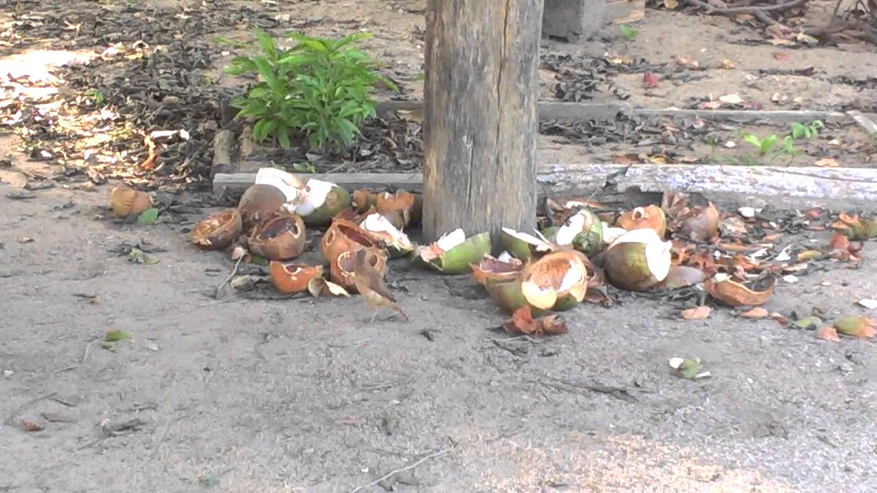João de Barro comendo coco no quintal do sitio. - YouTube