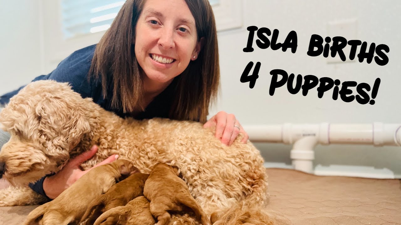 Isla Puppies Being Born! - YouTube