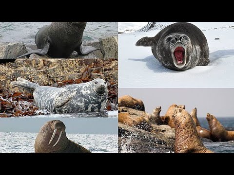 Seal sounds and Pictures. - YouTube