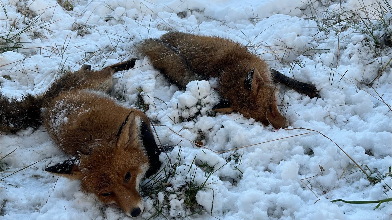 Gravjagt, Baujagd, Fox hunting, Rev jakt - YouTube