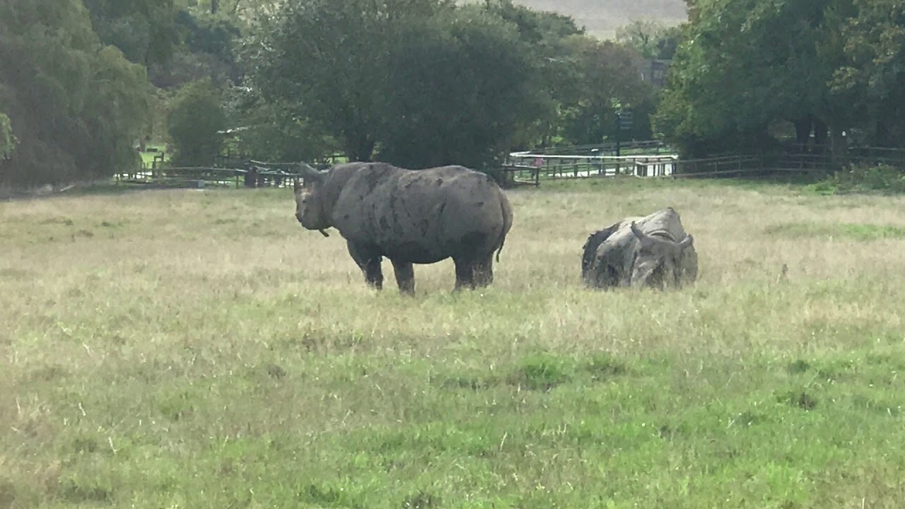 First visit to Port Lympne Zoo - YouTube