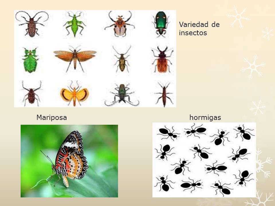 clase 4 cs naturales insectos - YouTube