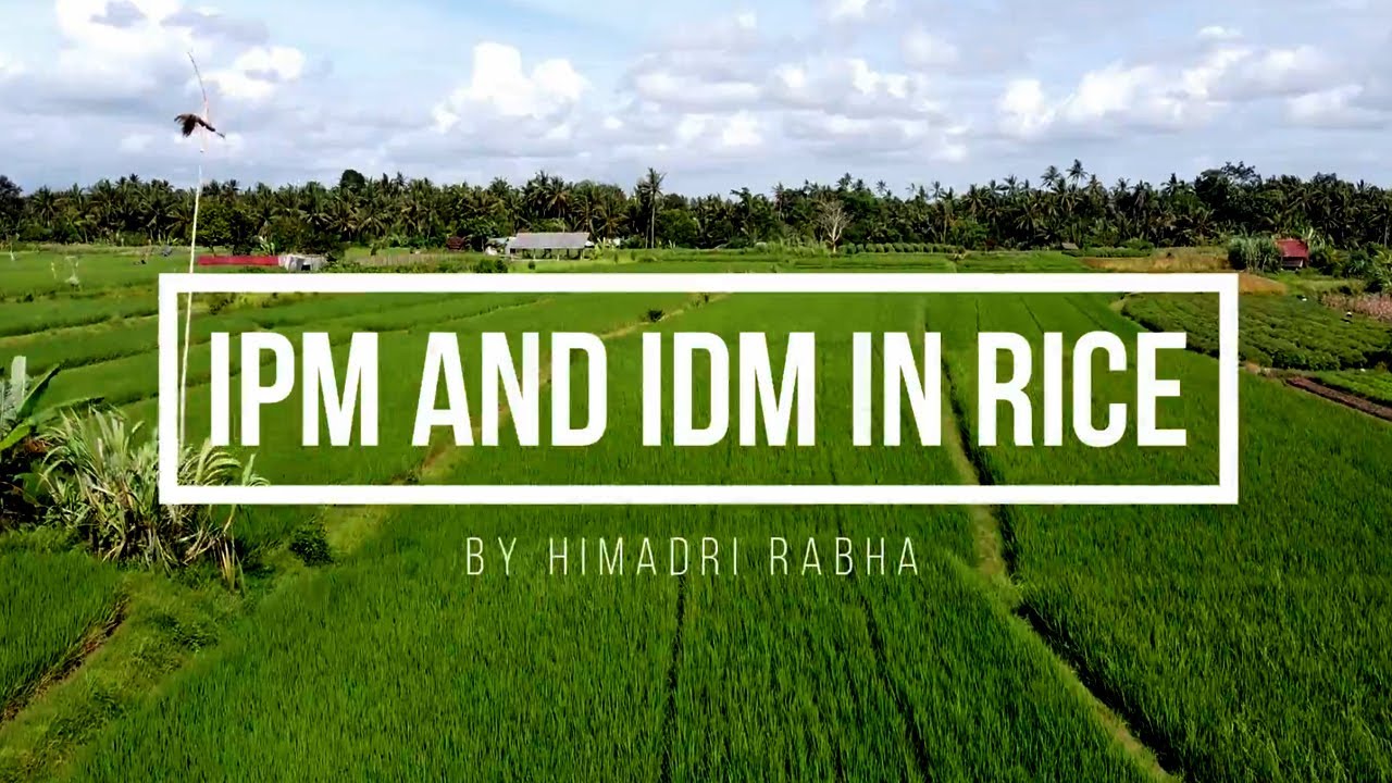 IPM and IDM in Rice - YouTube