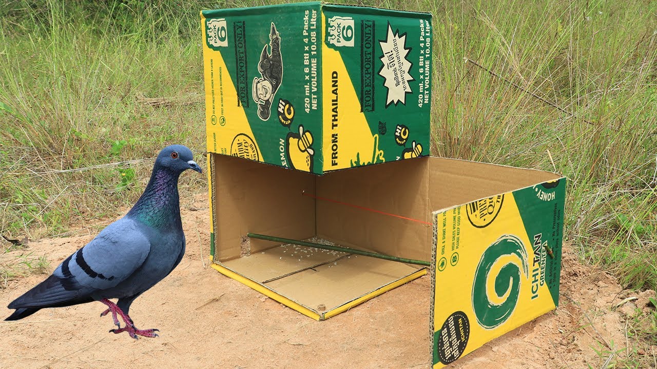 New Creative Pigeon Trap Using Cardboard Box - Easy Unique Bird Trap ...