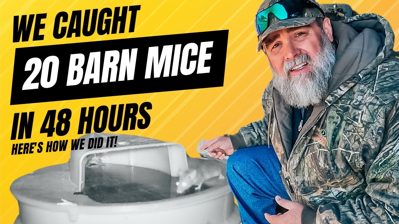 Automatic Mousetrap Caught 20 Mice in 48 Hours!!! - YouTube