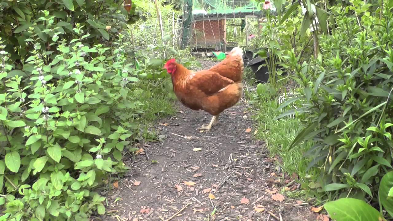 Columbian Blacktail Chicken: Ellie (8th August 2013) - YouTube