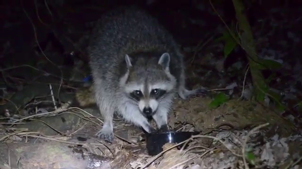 Jan 07, 2016 Raccoon Eating, washing - YouTube